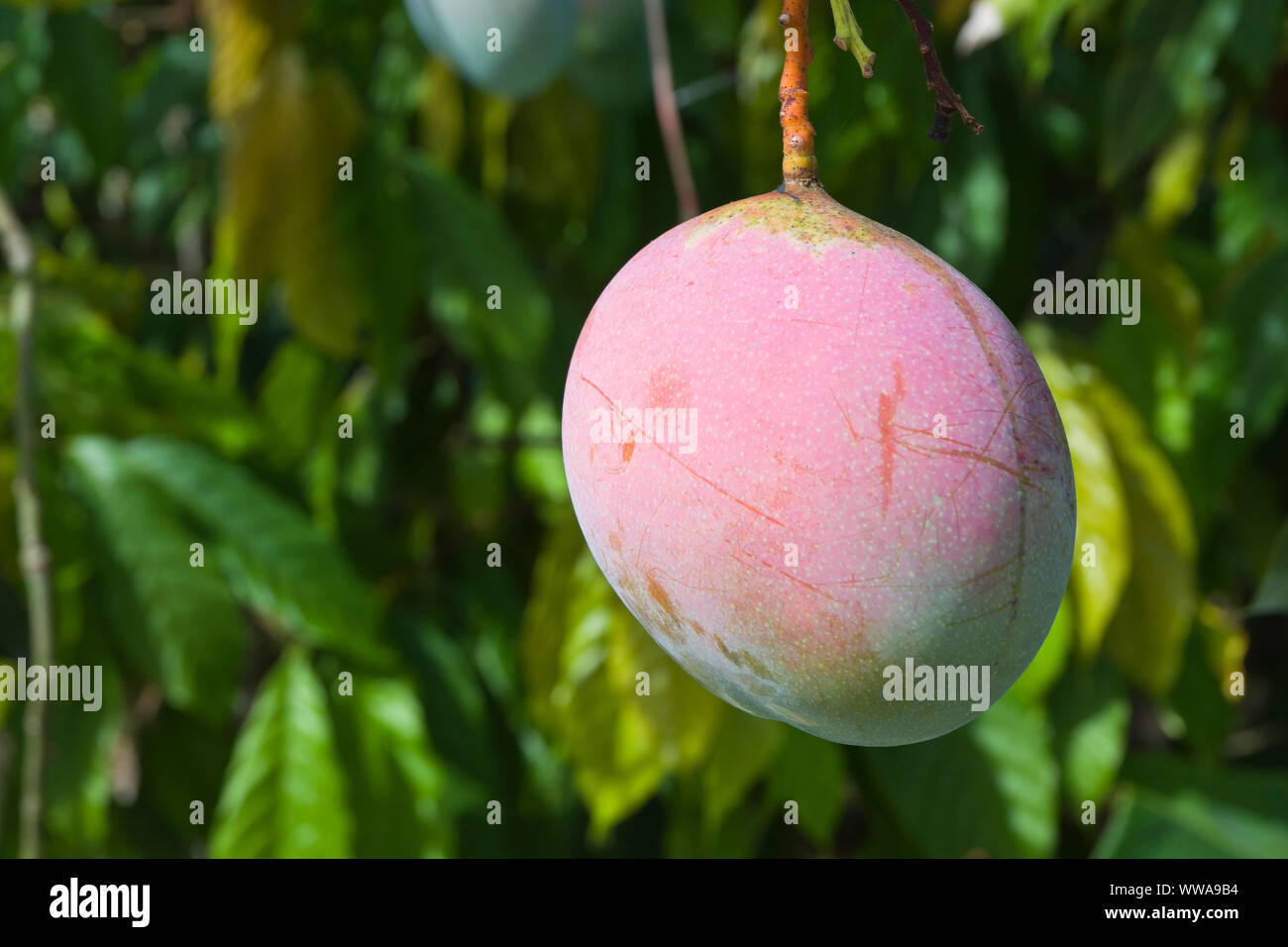 Mango plant hi-res stock photography and images - Alamy
