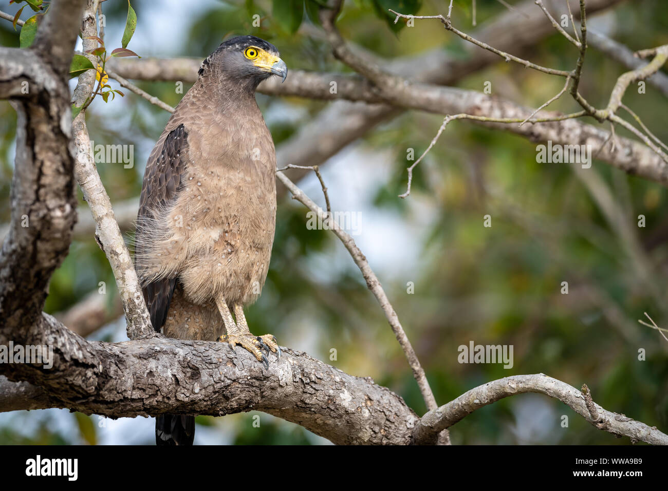 Crested Serpent Eagle (Spilornis cheela) is perched on a tree in India ...
