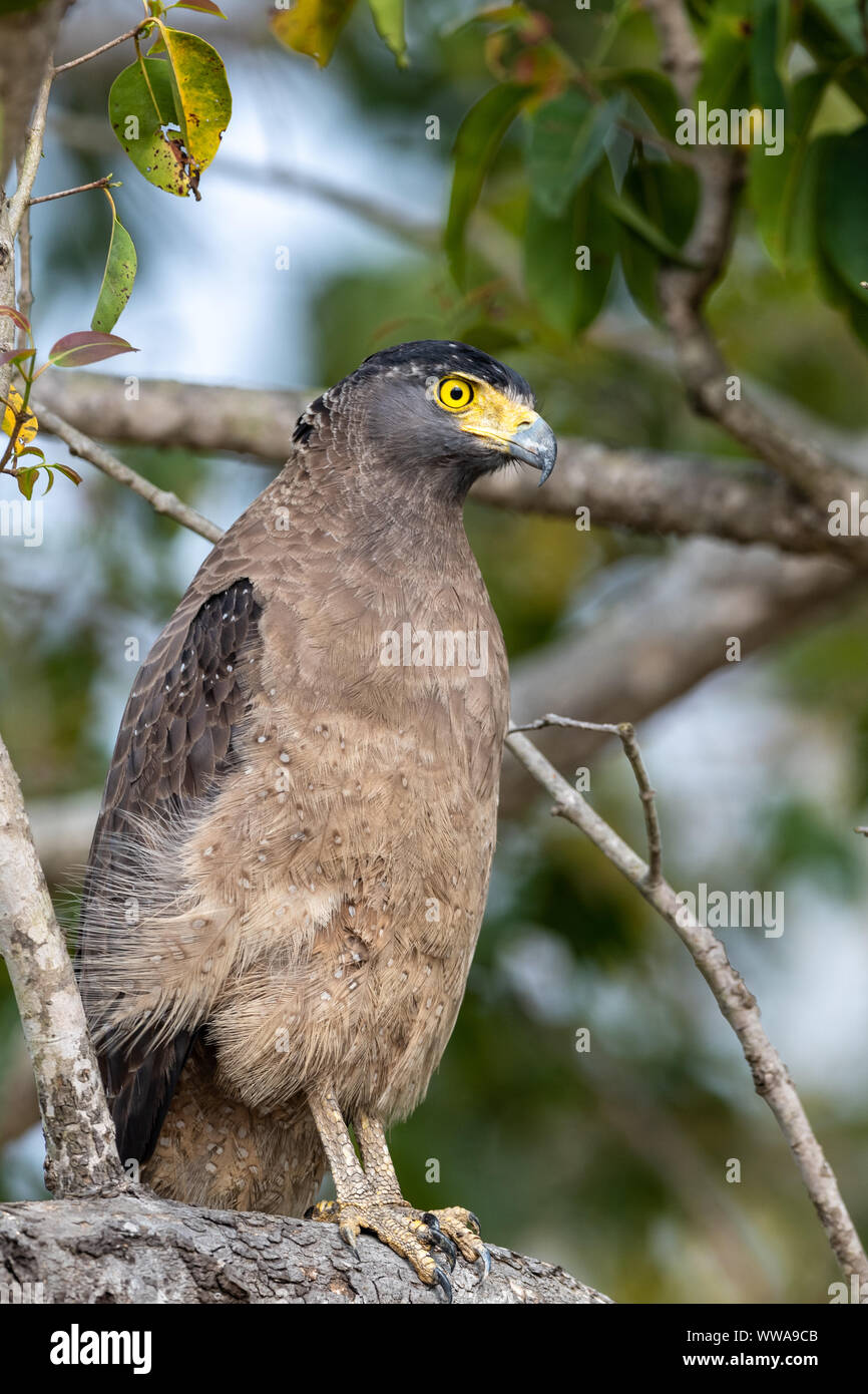 Crested Serpent Eagle (Spilornis cheela) is perched on a tree in India ...