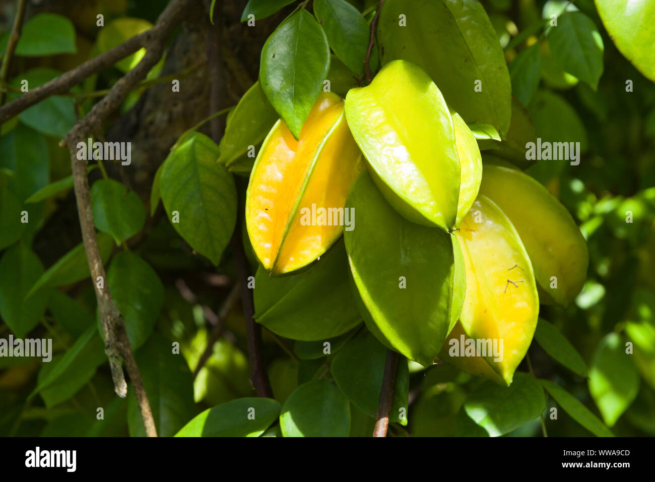 Starfruit tree hi-res stock photography and images - Alamy