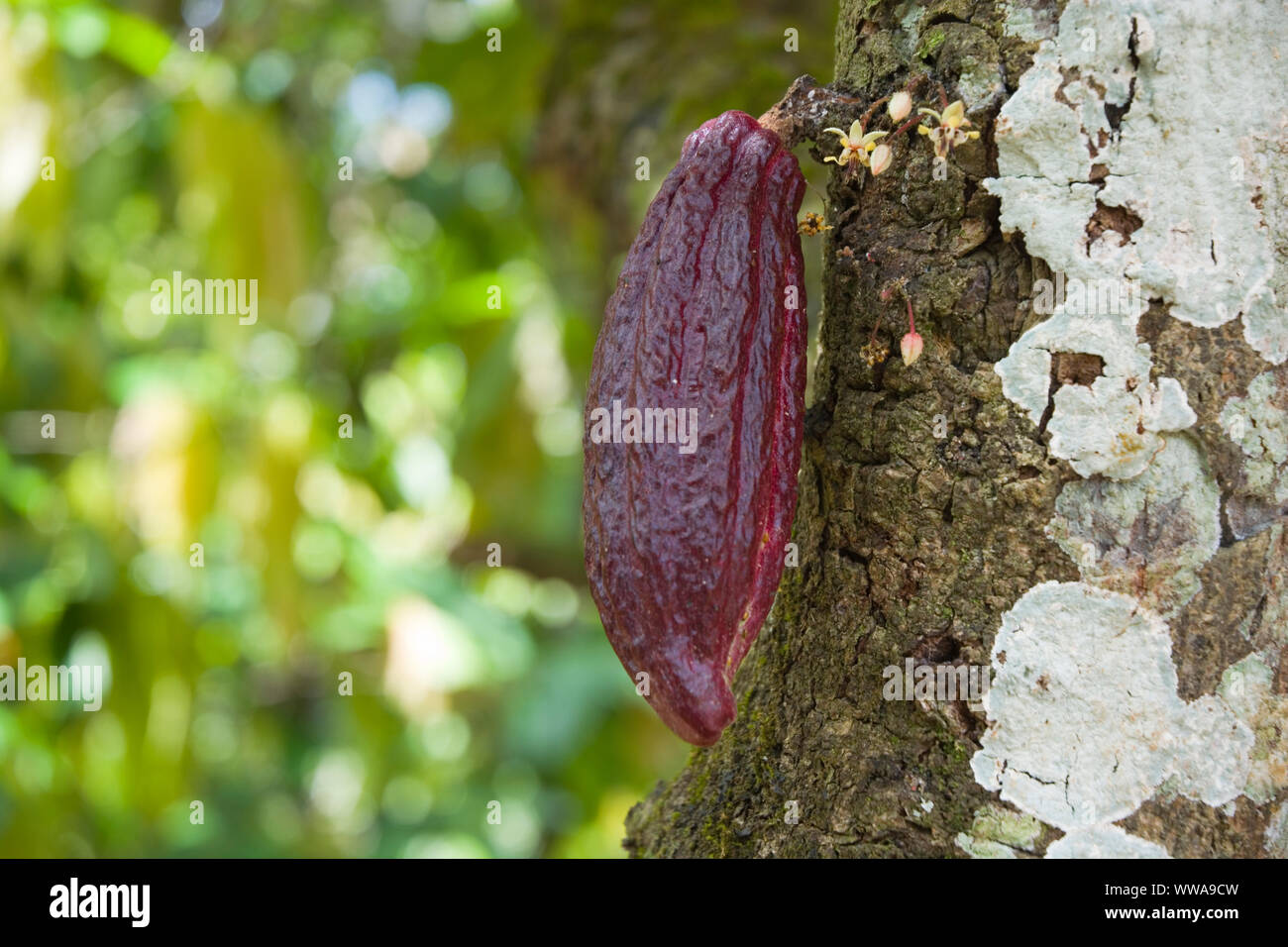 Close up of cocoa pod fruit on a tree with blur green leaf background ...