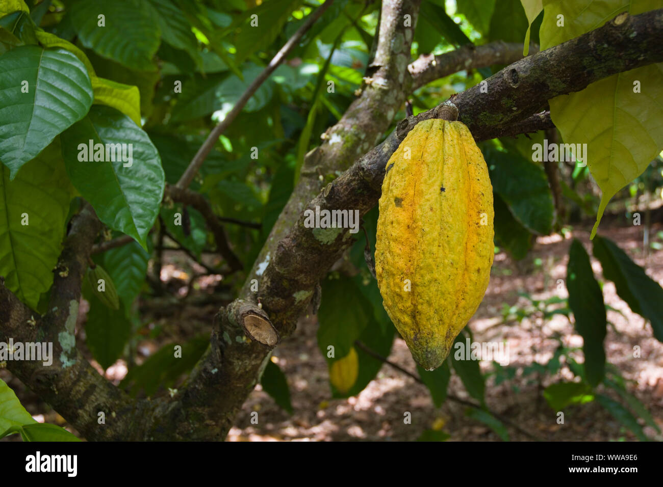 Close up of cocoa pod fruit on a tree with blur green leaf background ...