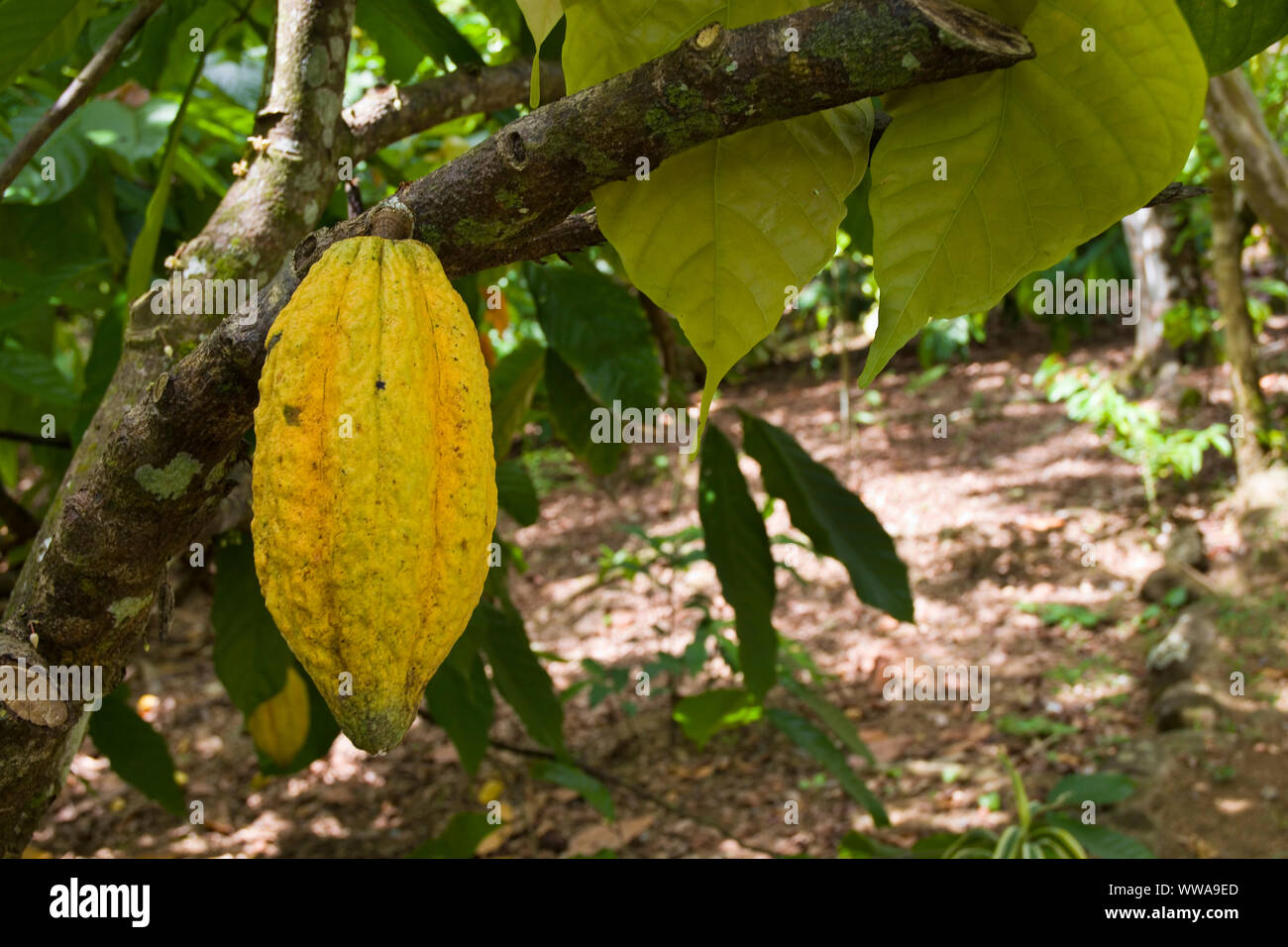 Close up of cocoa pod fruit on a tree with blur green leaf background ...