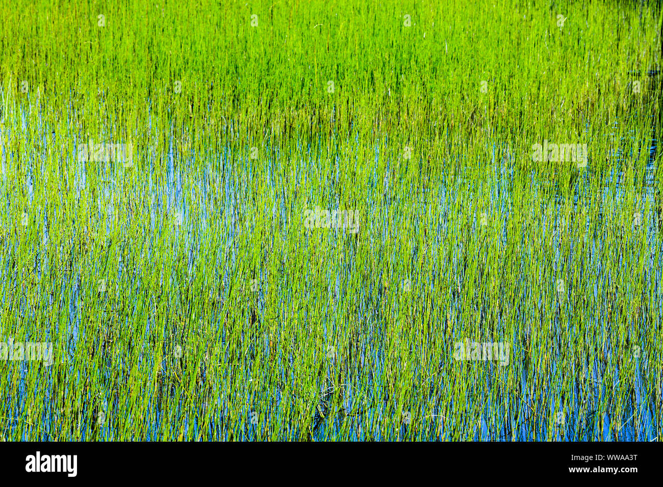 Marsh grass hi-res stock photography and images - Alamy