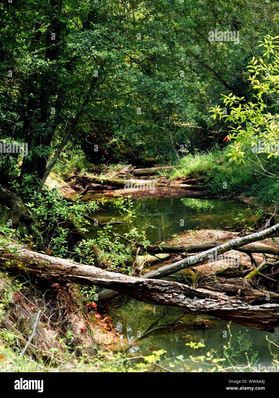Log across creek hi-res stock photography and images - Alamy
