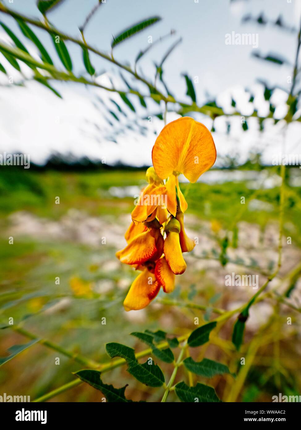 Golden wildflowers hi-res stock photography and images - Alamy