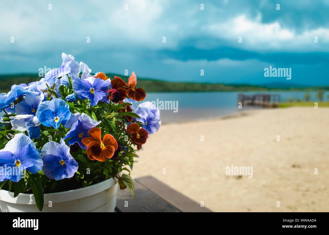 Colorful flowers in a pot with dramatic rainy sky and beautiful beach ...