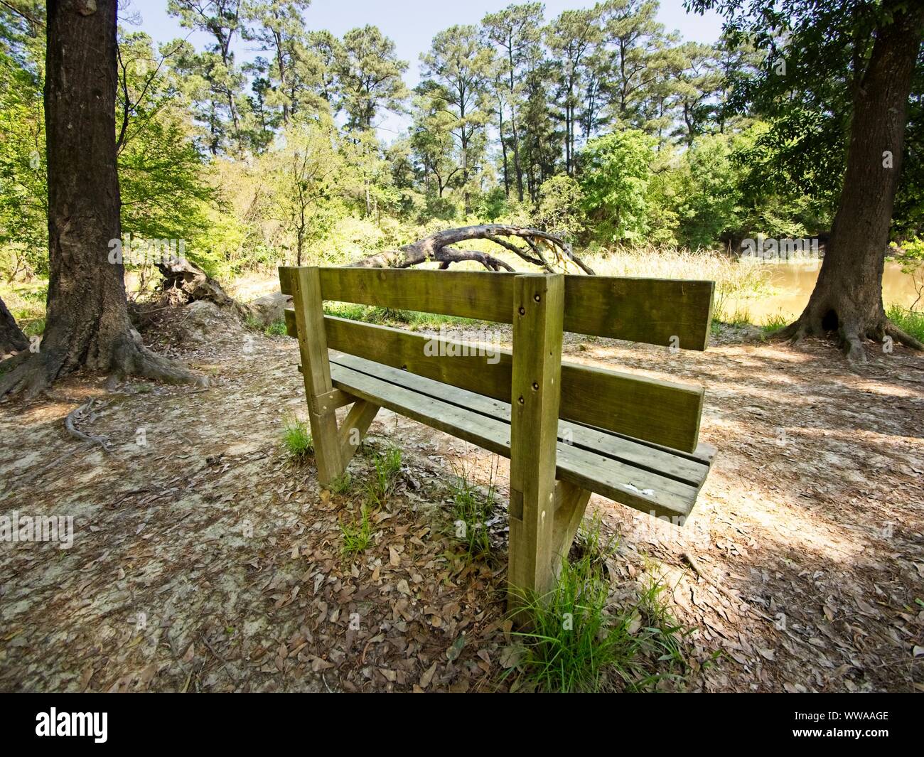 The Woodlands TX USA - 03-26-2019 - Bench in the Woods Stock Photo - Alamy