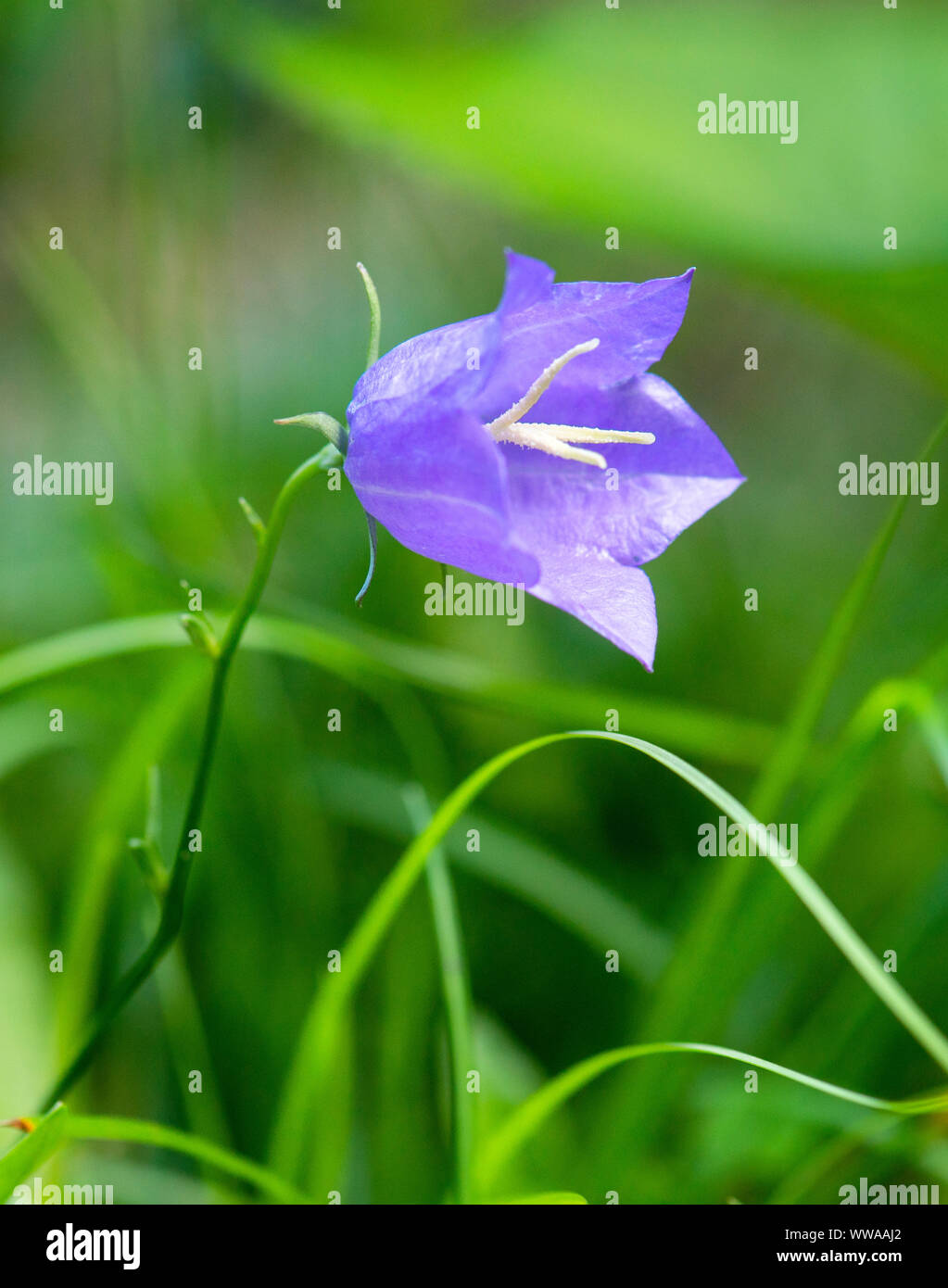 Wet morning hi-res stock photography and images - Alamy