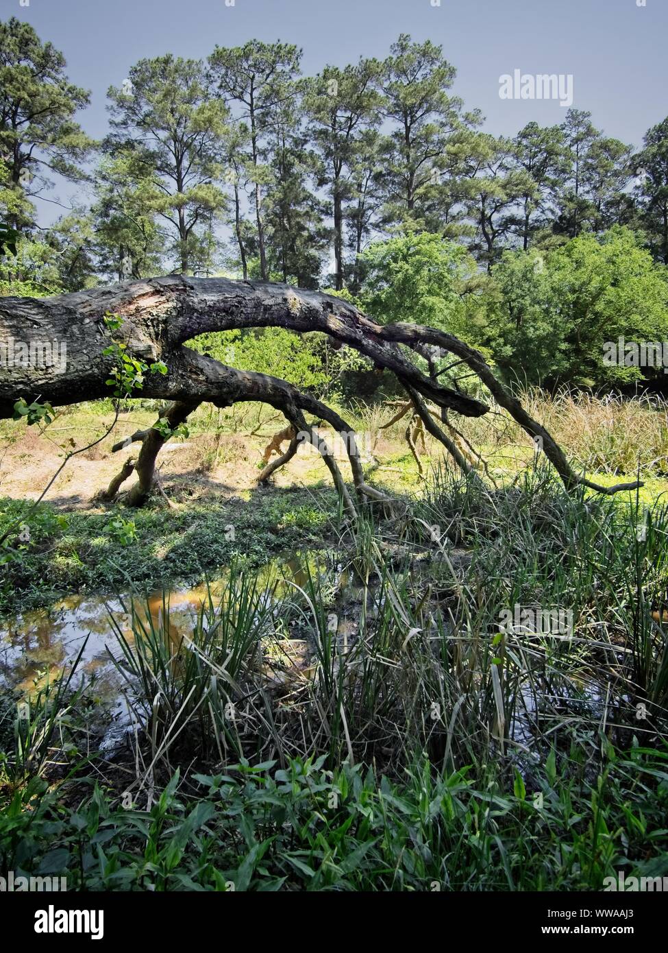 The Woodlands TX USA - 03-26-2019 - Fallen Dead Tree in Swamp Stock ...