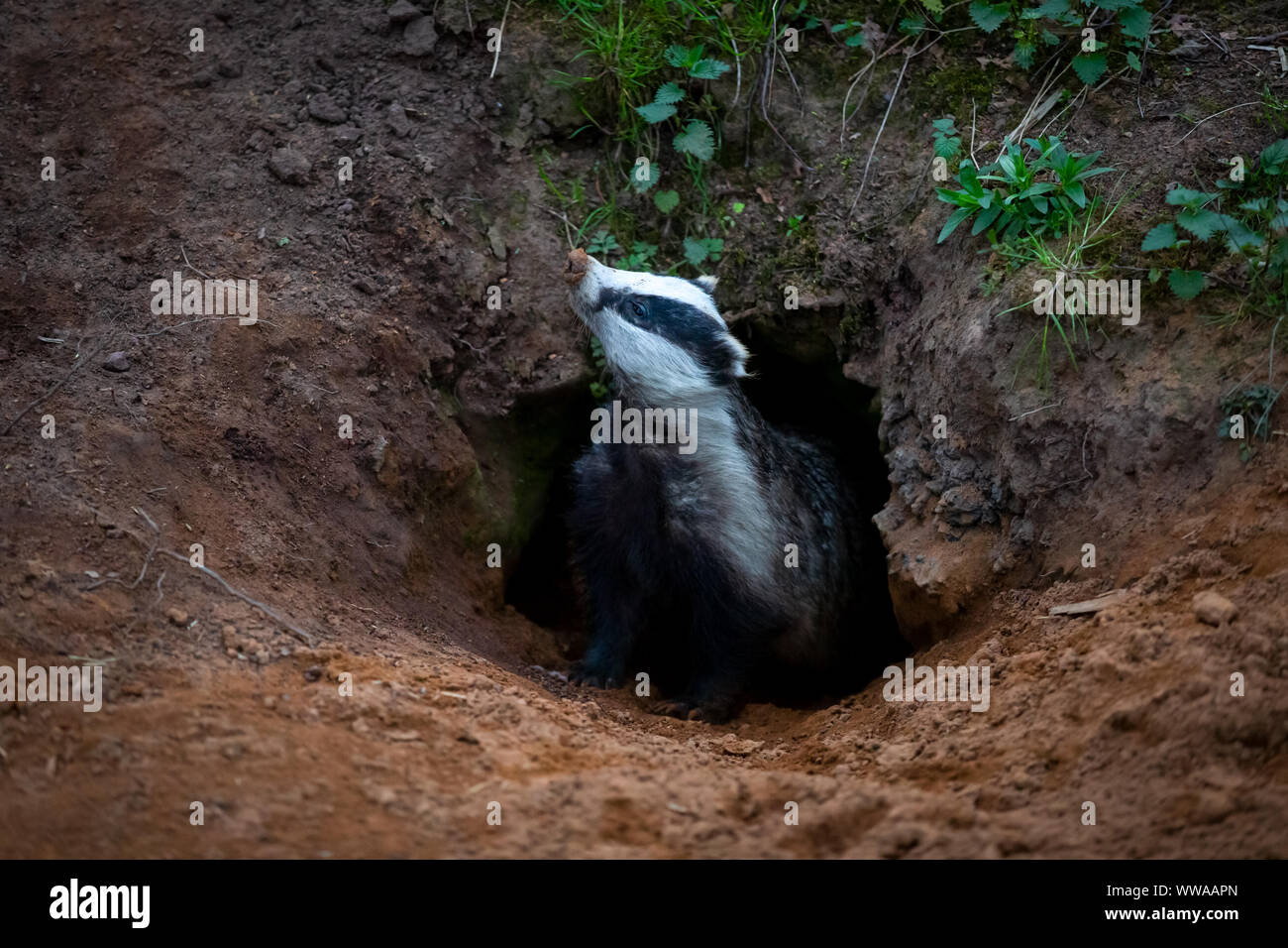 Badger, wild, native, European badger (Scientific name: Meles Meles ...