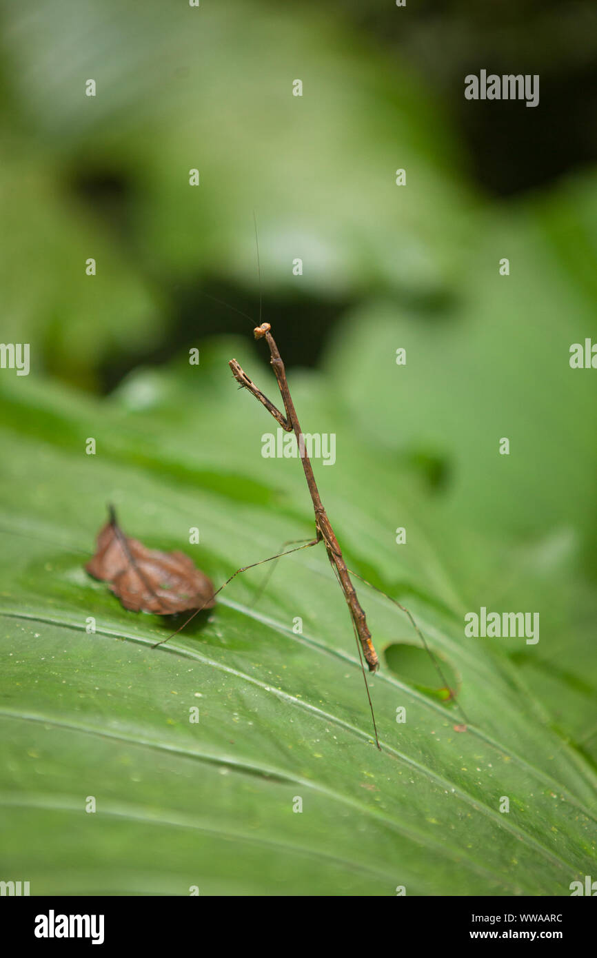 Stick insect in Gunung Mulu national park Borneo Malaysia Stock Photo ...