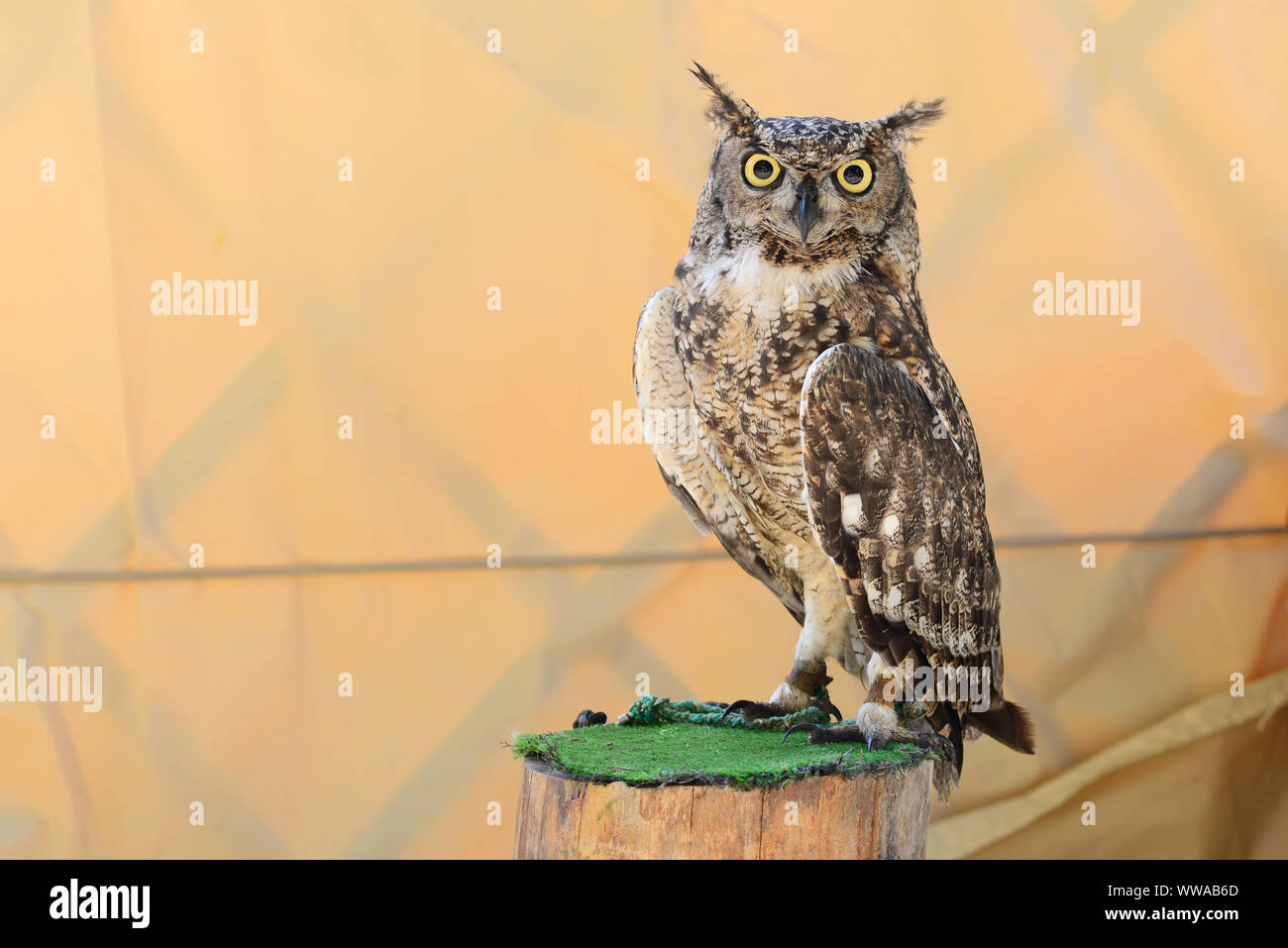 Standing snag hi-res stock photography and images - Alamy