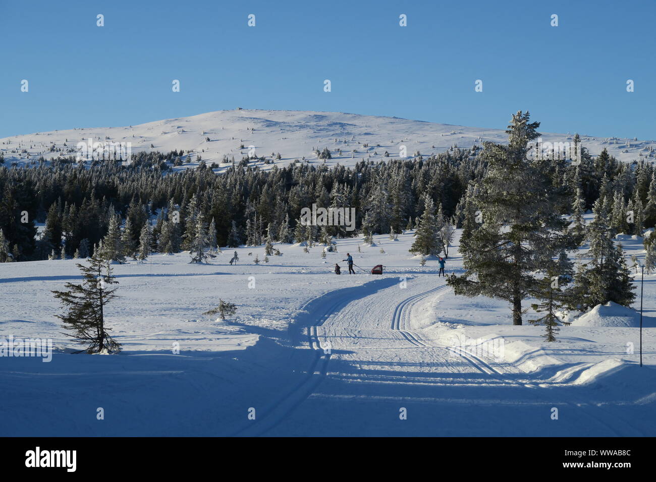 Norway, snow, winter, fir trees Stock Photo - Alamy