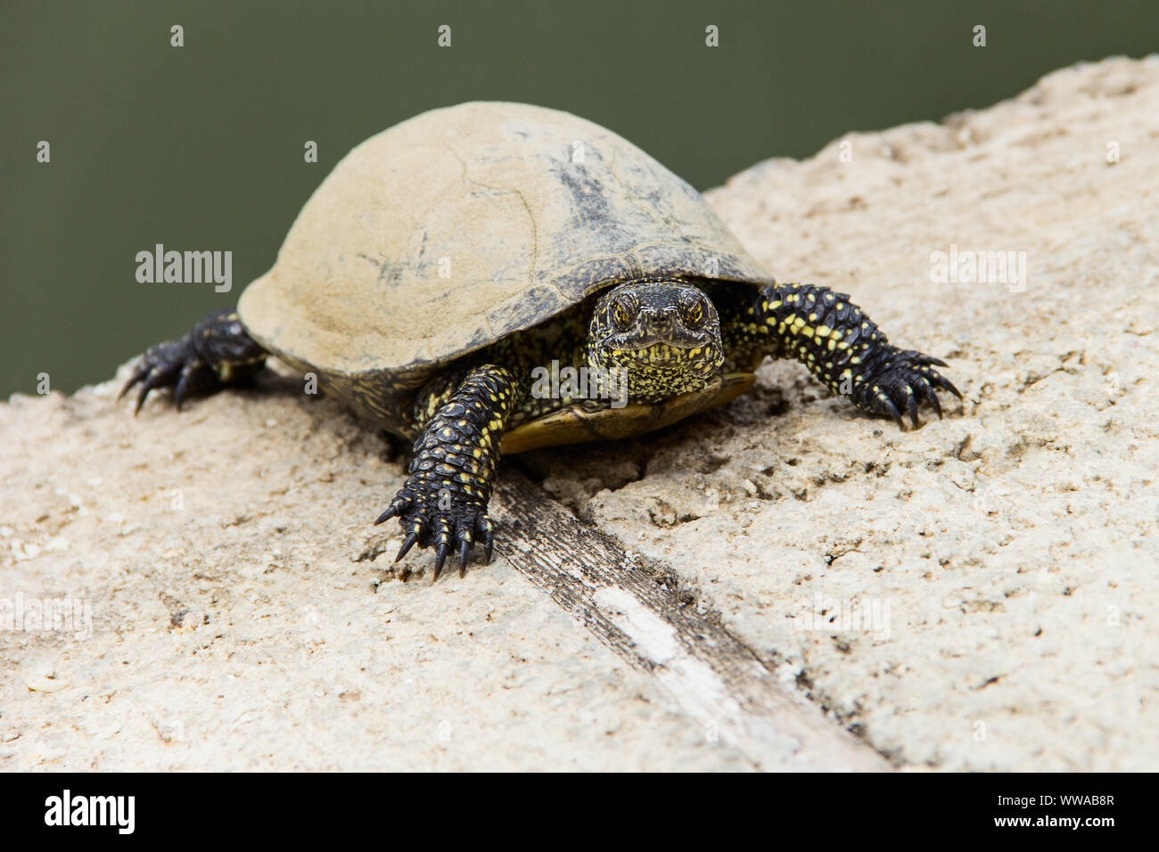 Swamp turtle creeping out on land from the water. Photo Stock Photo - Alamy
