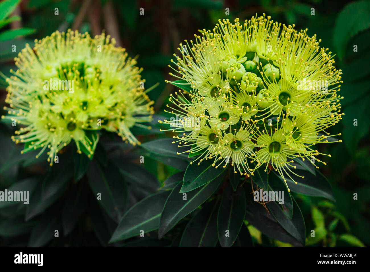 Golden penda hi-res stock photography and images - Alamy