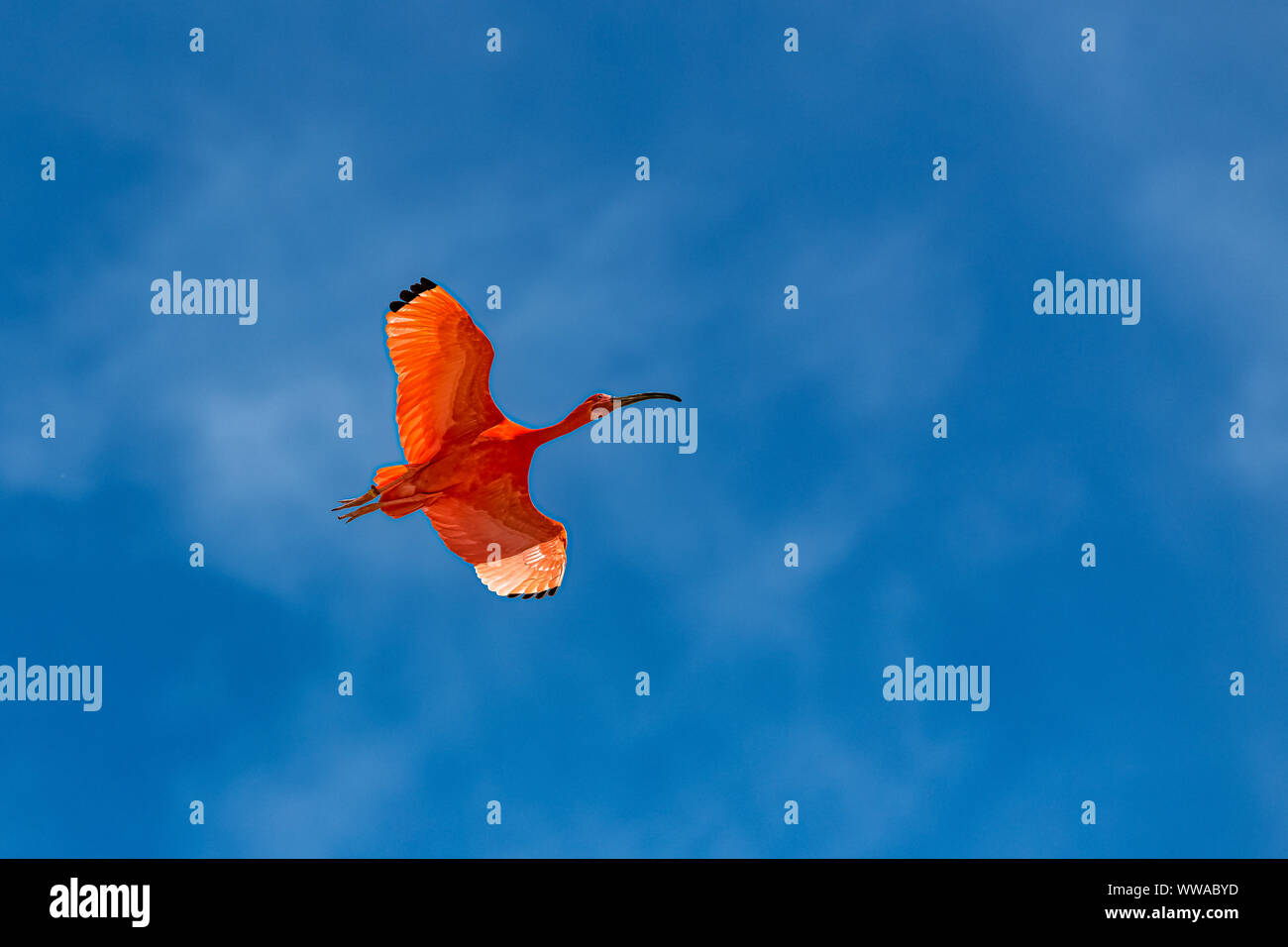 Scarlet ibis flying hi-res stock photography and images - Alamy