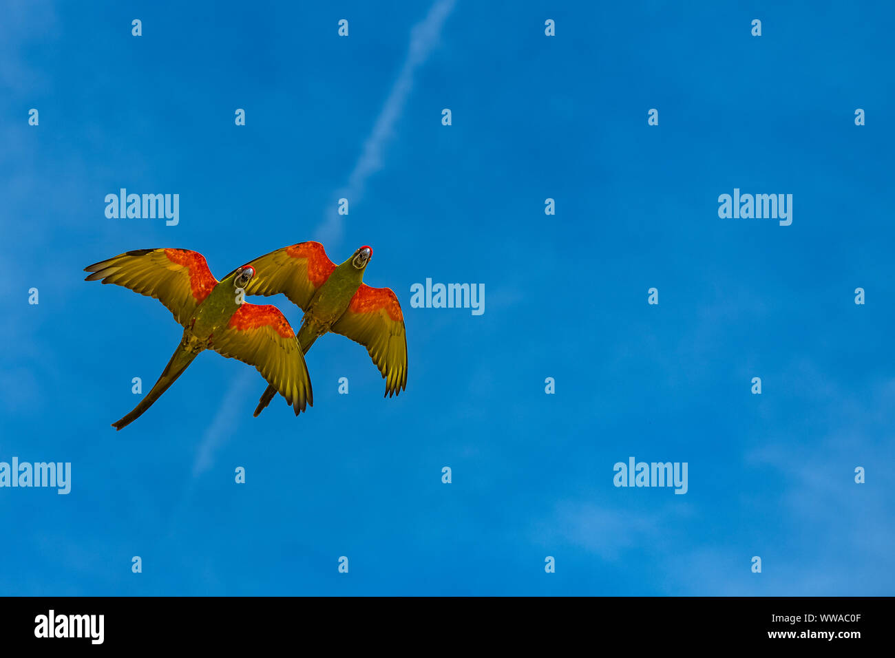 scarlet macaws, Ara macao, two beautiful parrots flying Stock Photo - Alamy