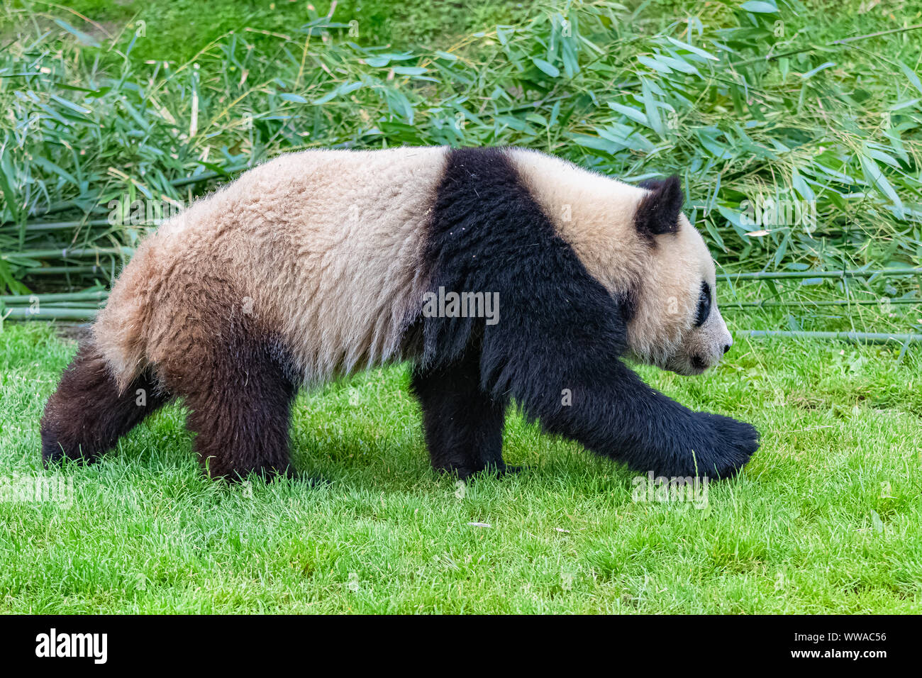Giant panda, bear panda eating bamboo sitting in the grass, funny face ...