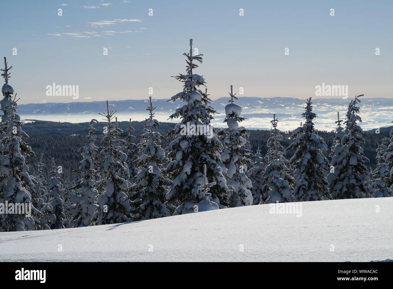 Norway, snow, winter, fir trees Stock Photo - Alamy