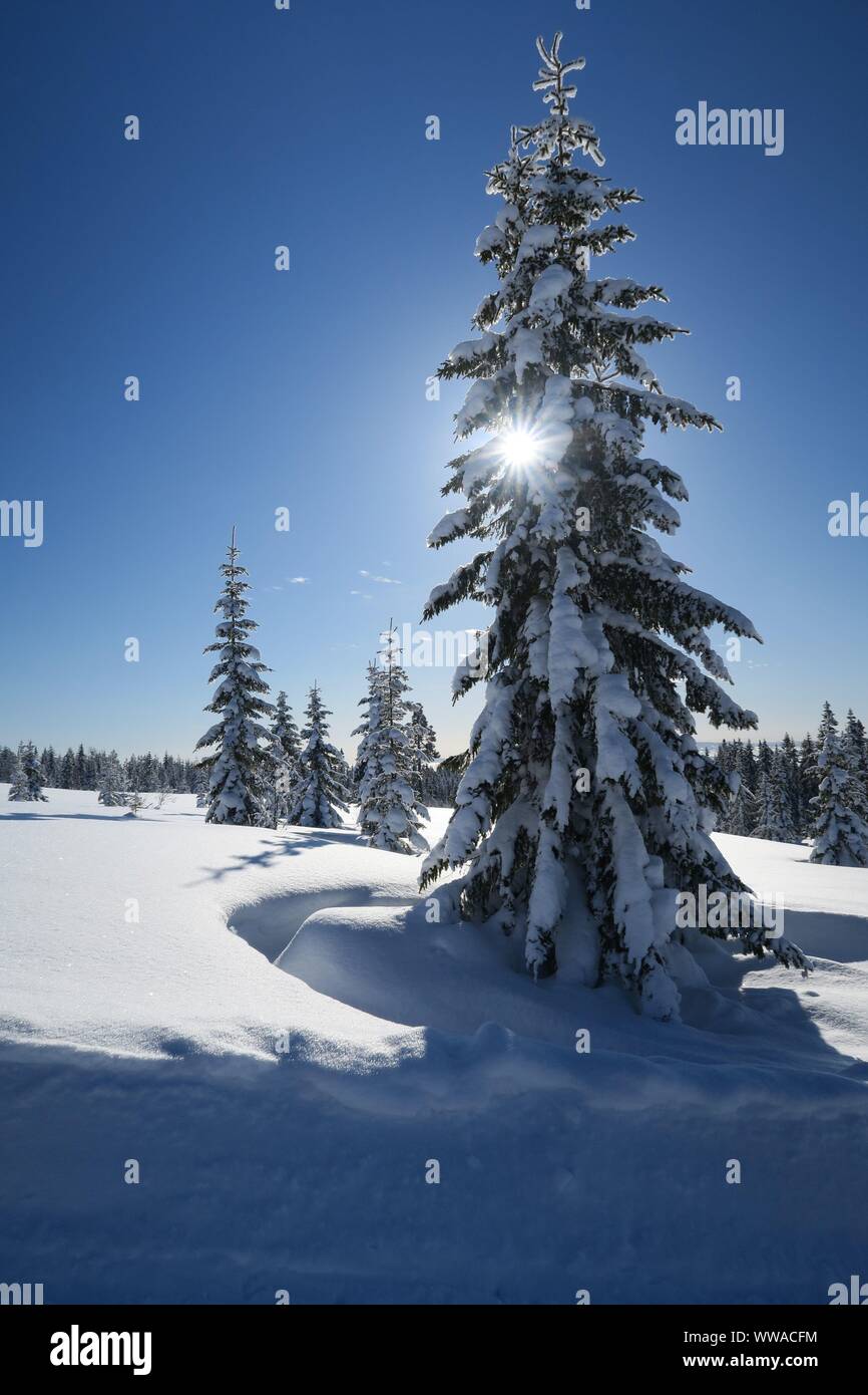 Nordic fir trees hi-res stock photography and images - Alamy