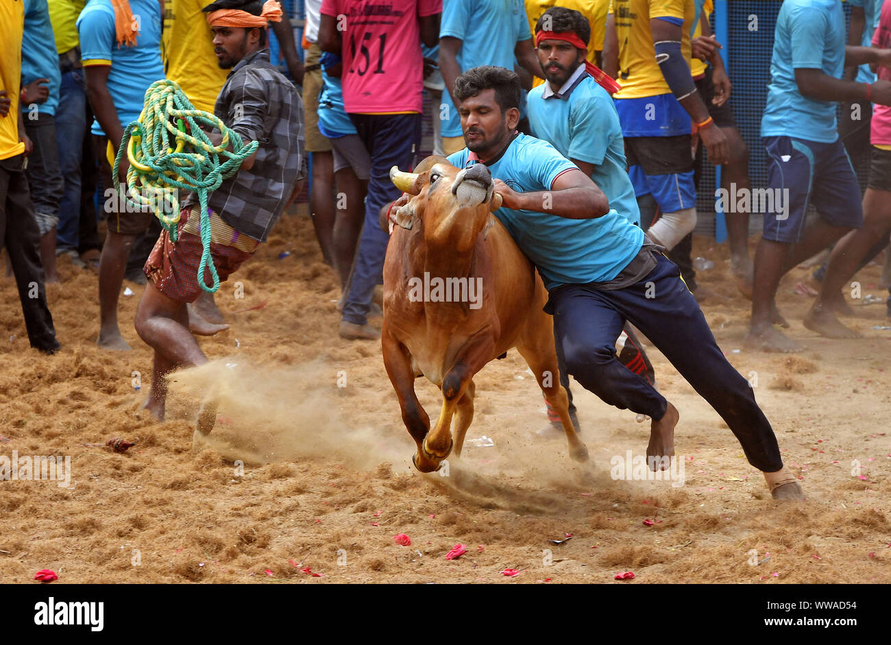 Best jallikattu pictures hi-res stock photography and images - Alamy
