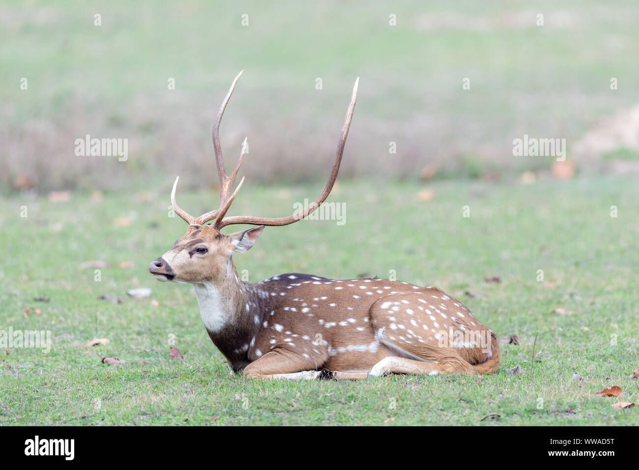Spotted Deer (Axis axis) in India Stock Photo - Alamy