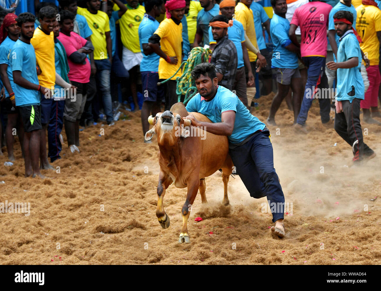 Best jallikattu pictures hi-res stock photography and images - Alamy