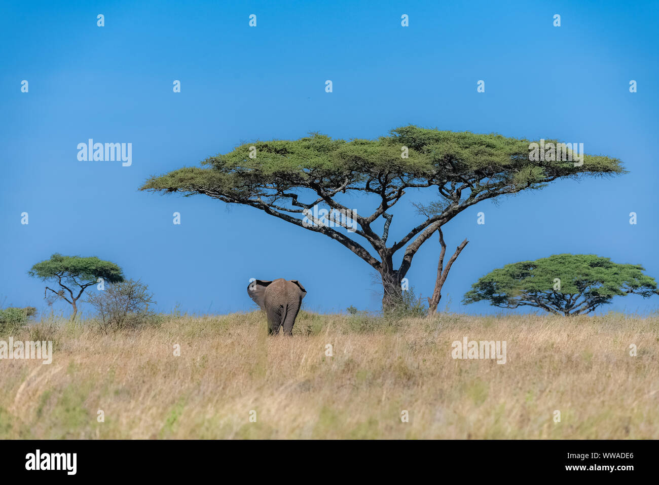 an elephant walking behind an acacia in Africa Stock Photo - Alamy