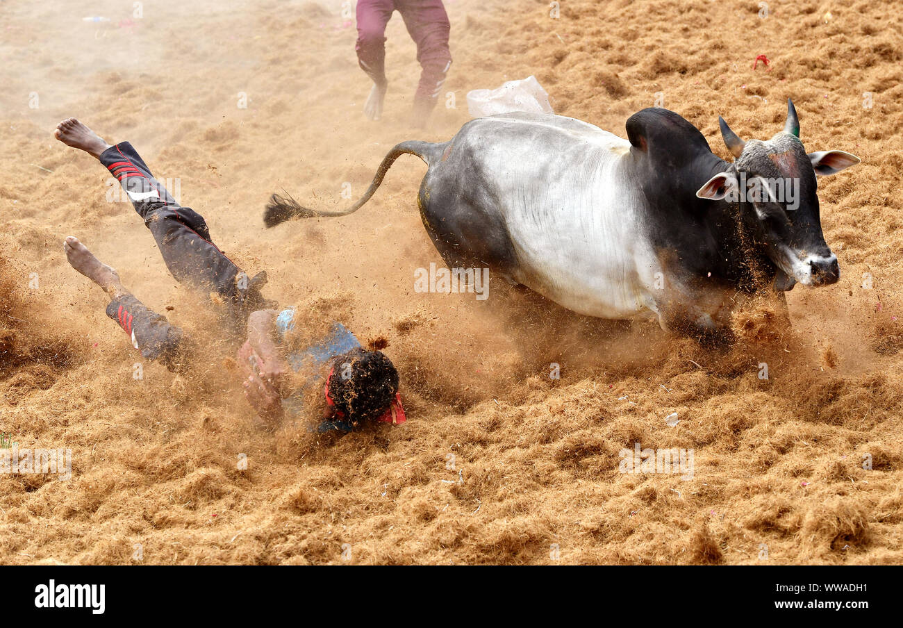 Indian bull hi-res stock photography and images - Alamy