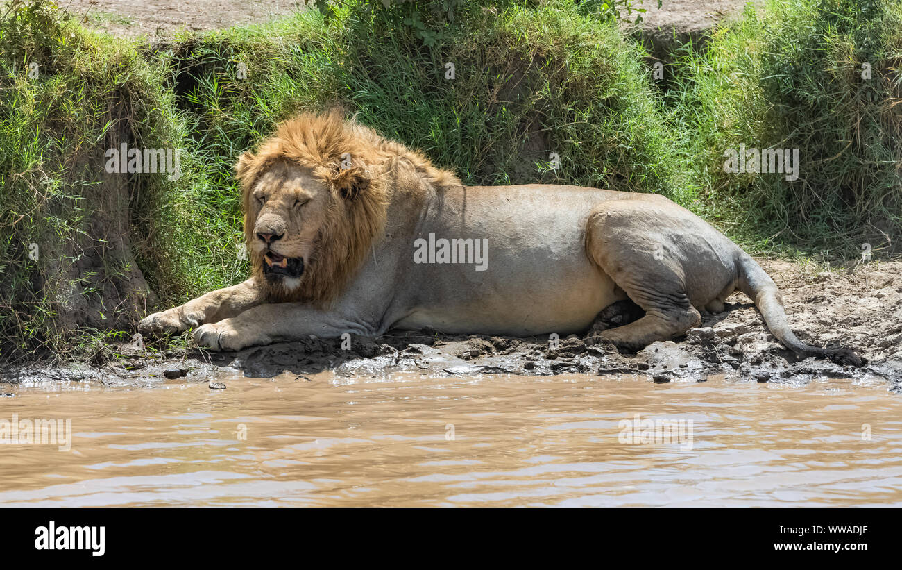 Male lion old hi-res stock photography and images - Alamy
