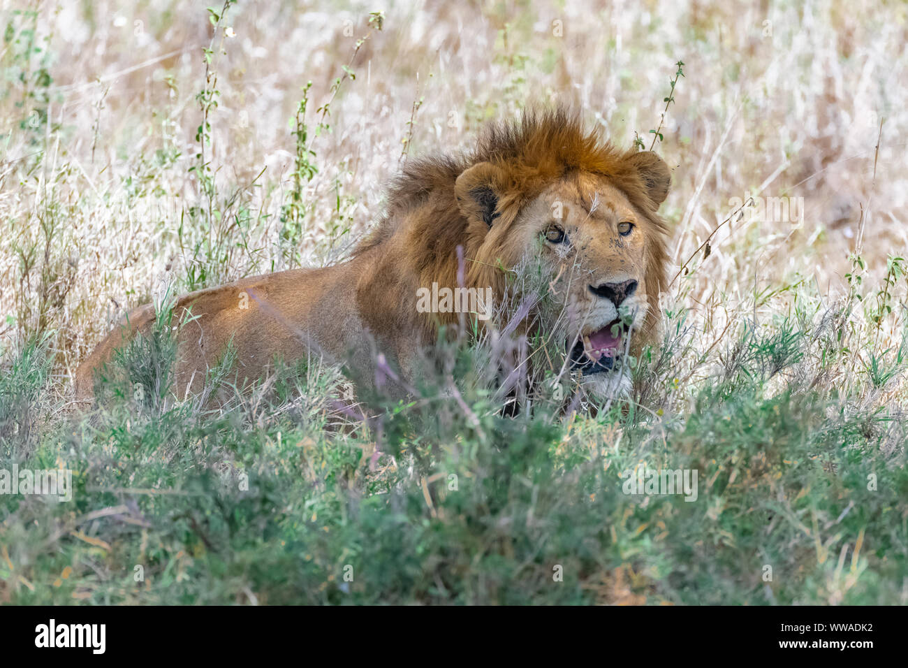 A lion roaring in the savannah, in Tanzania, wild landscape Stock Photo ...
