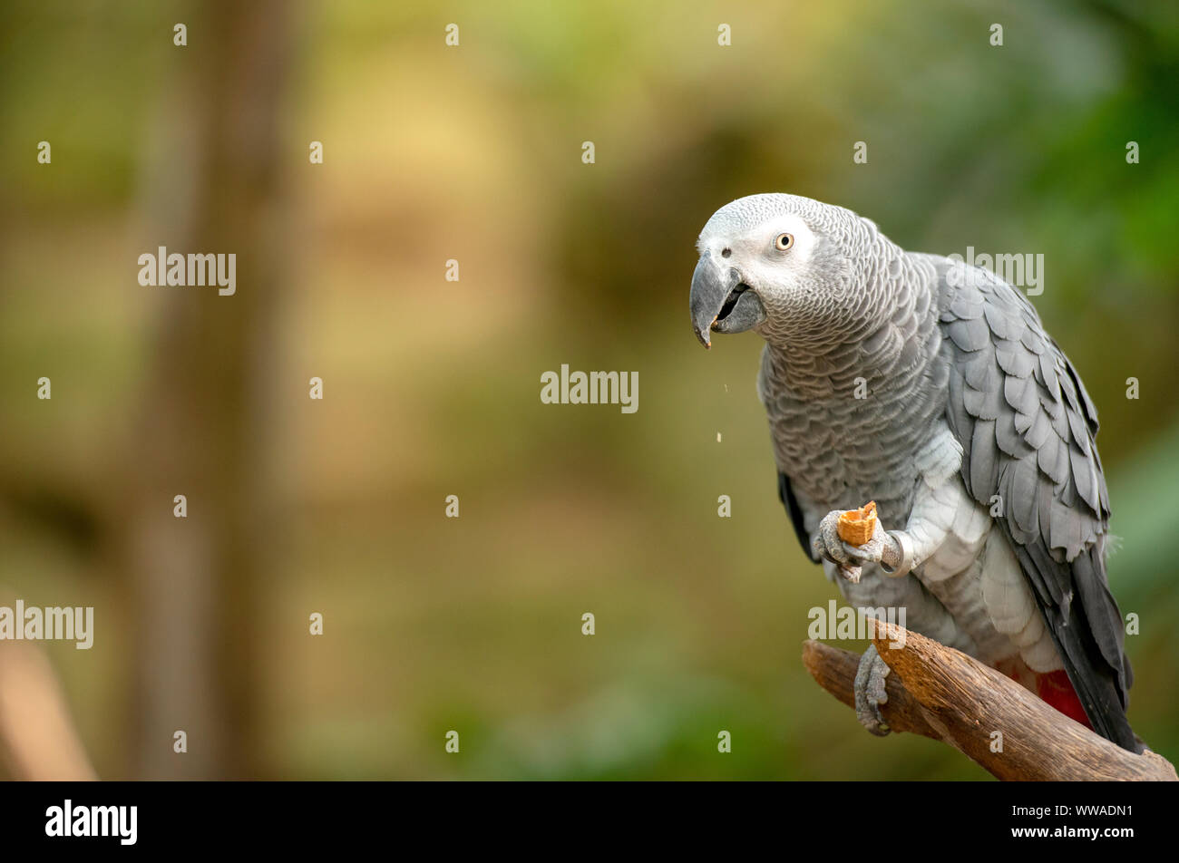 African grey parrot tree hi-res stock photography and images - Alamy