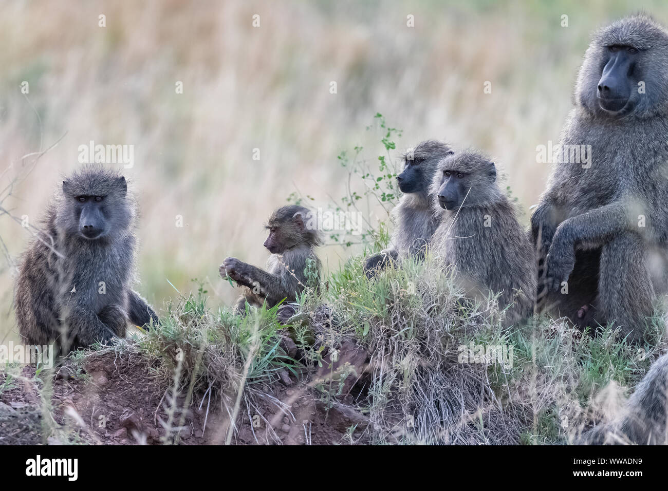 Family of baboons sitting together in the grass in Tanzania Stock Photo ...