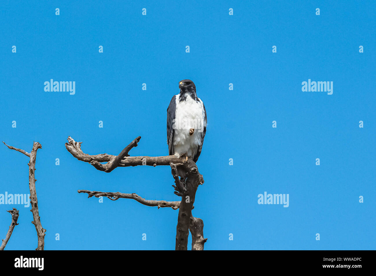 Augur Buzzard, Buteo augur, bird standing on a tree in Africa Stock ...
