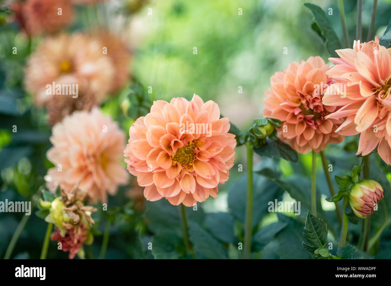 Flores de sol hi-res stock photography and images - Alamy