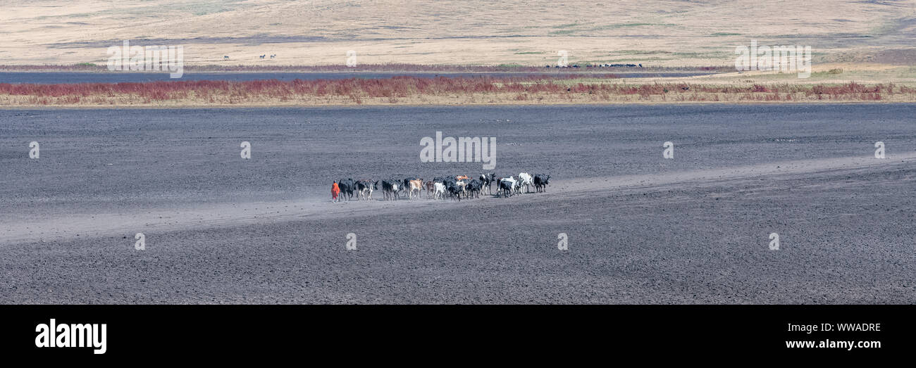 Zebu herd crossing a salt lake in Tanzania, in the Masai territory ...