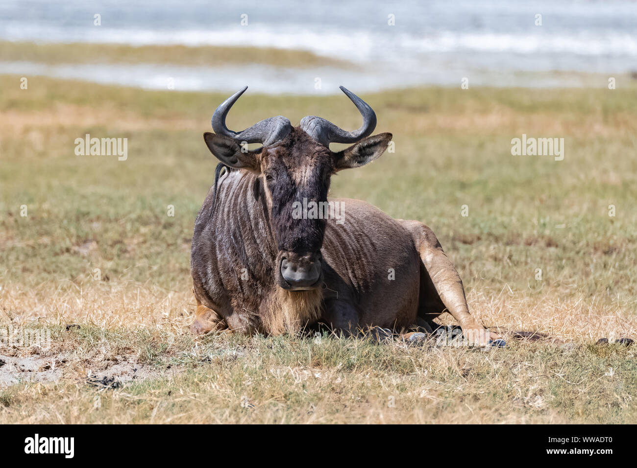 wildebeest, gnu lying in the savannah in Africa, portrait Stock Photo ...