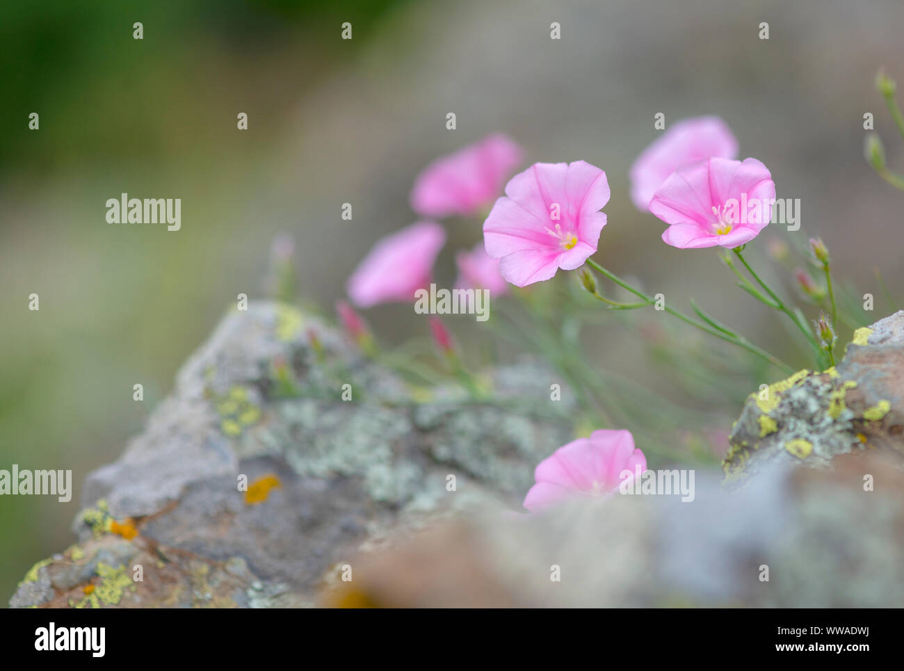 Flowers between rocks hi-res stock photography and images - Alamy