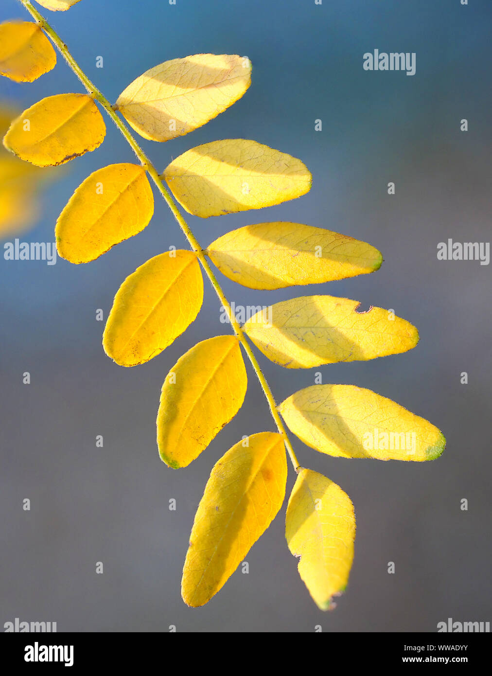 Acacia leaves hi-res stock photography and images - Alamy