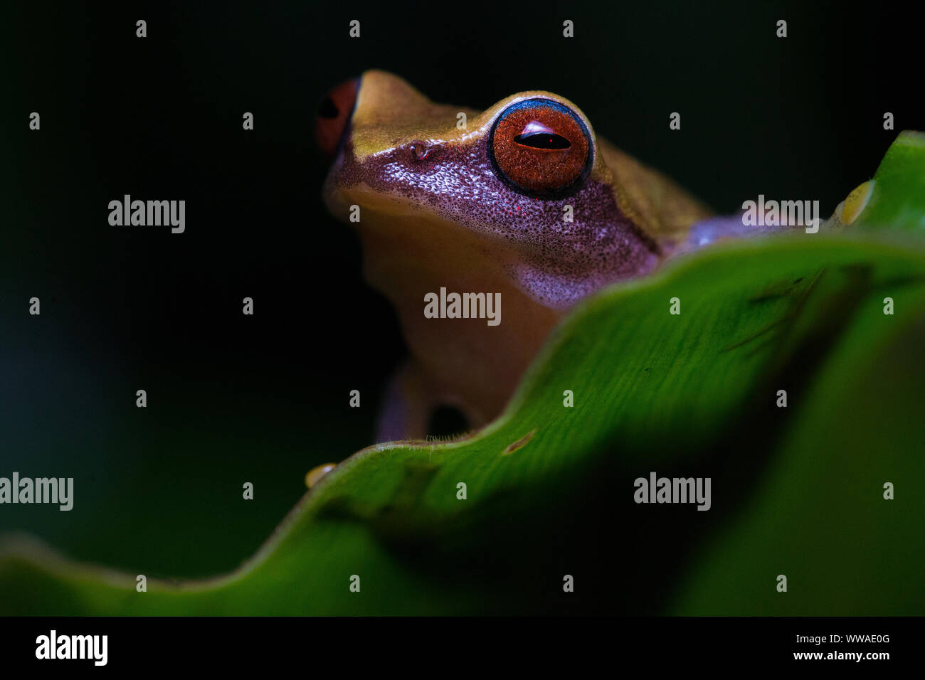 Pictures of frogs hi-res stock photography and images - Alamy
