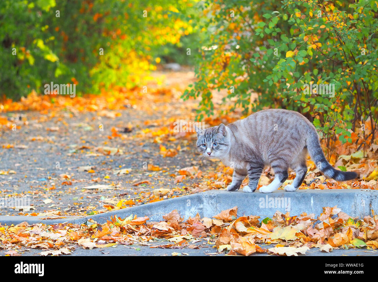 cat in the nature Stock Photo - Alamy
