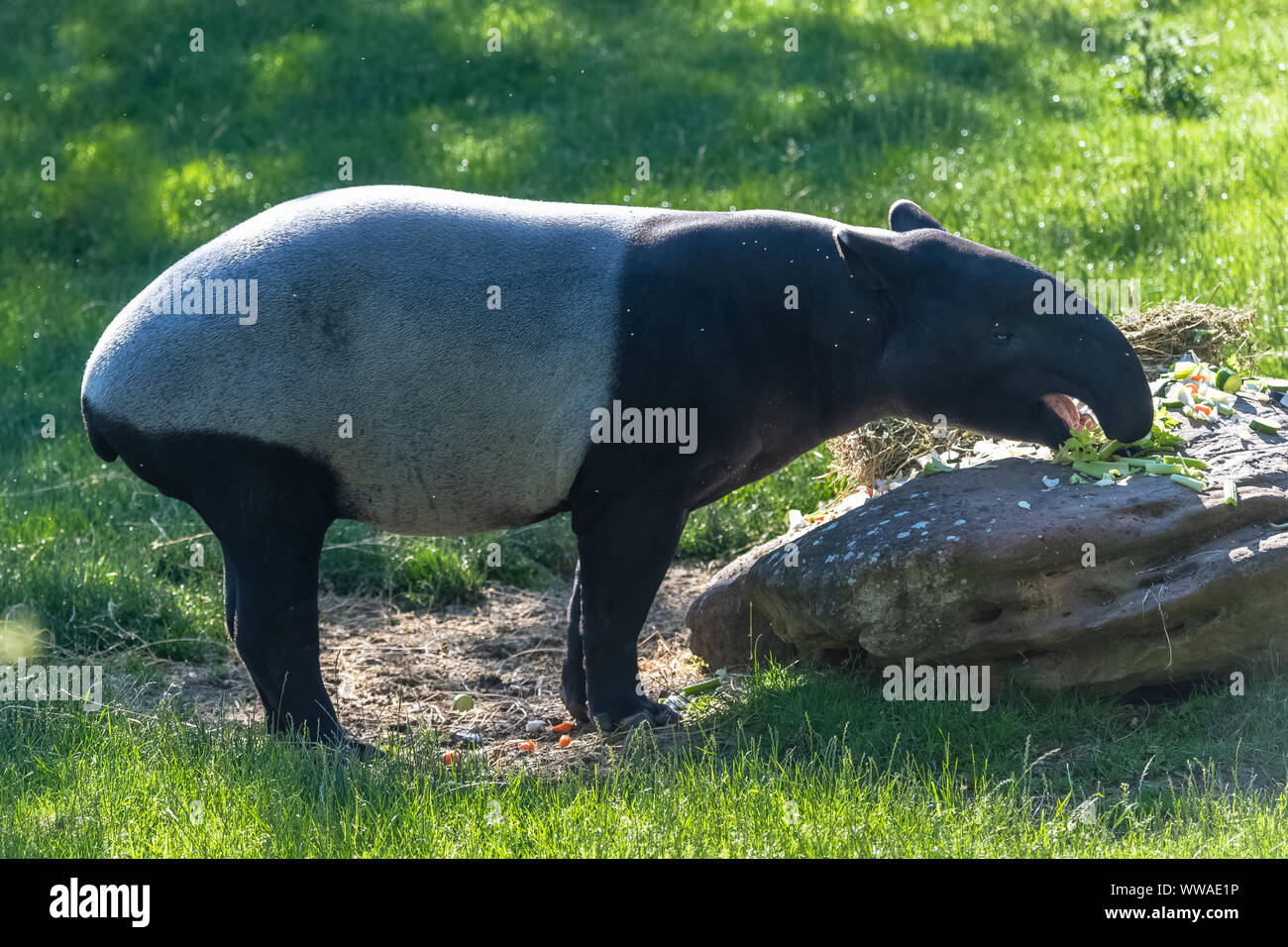 Malayan tapir eating, funny animal Stock Photo - Alamy