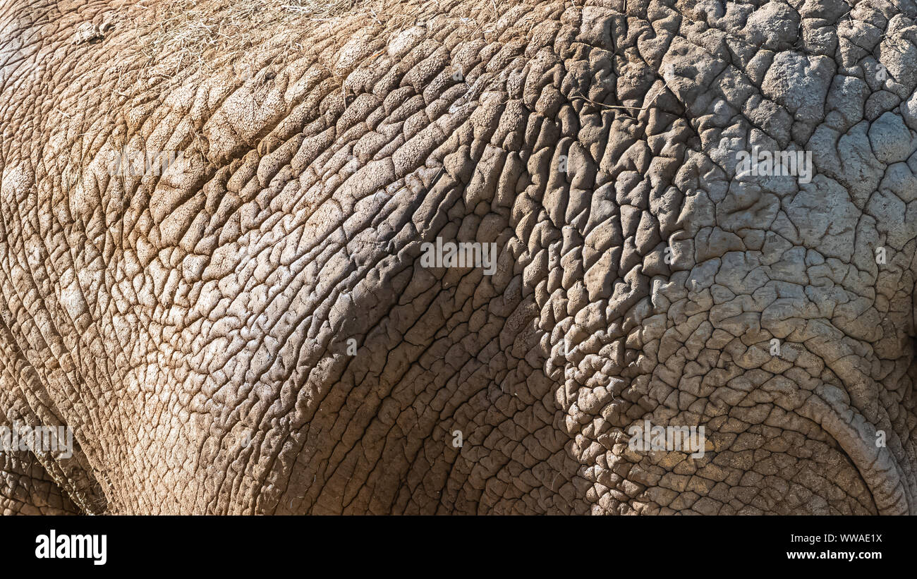 Skin folds hi-res stock photography and images - Alamy