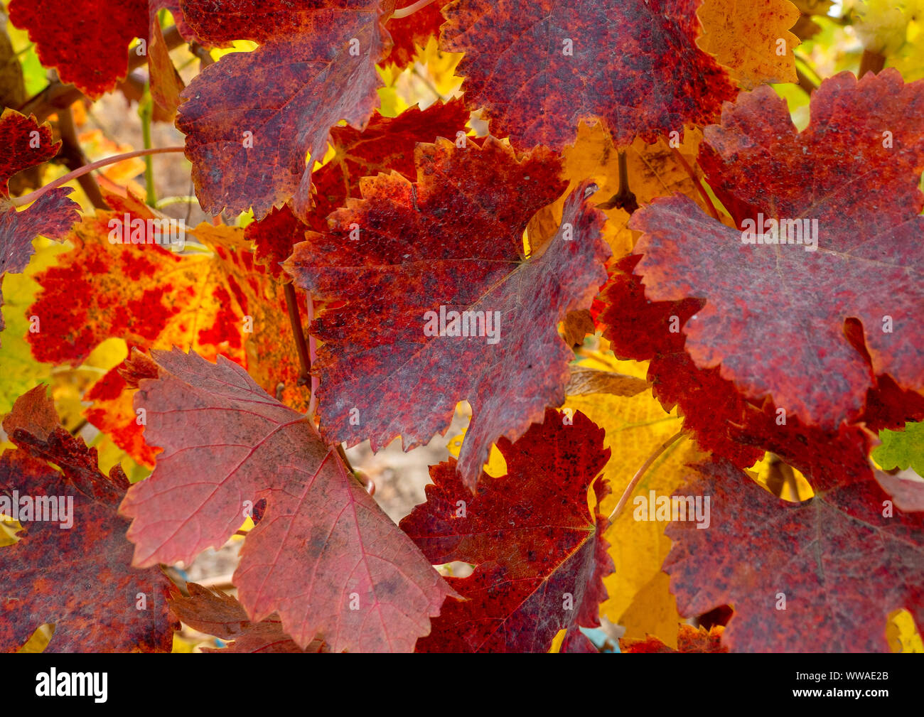 Intense red leaves hi-res stock photography and images - Alamy