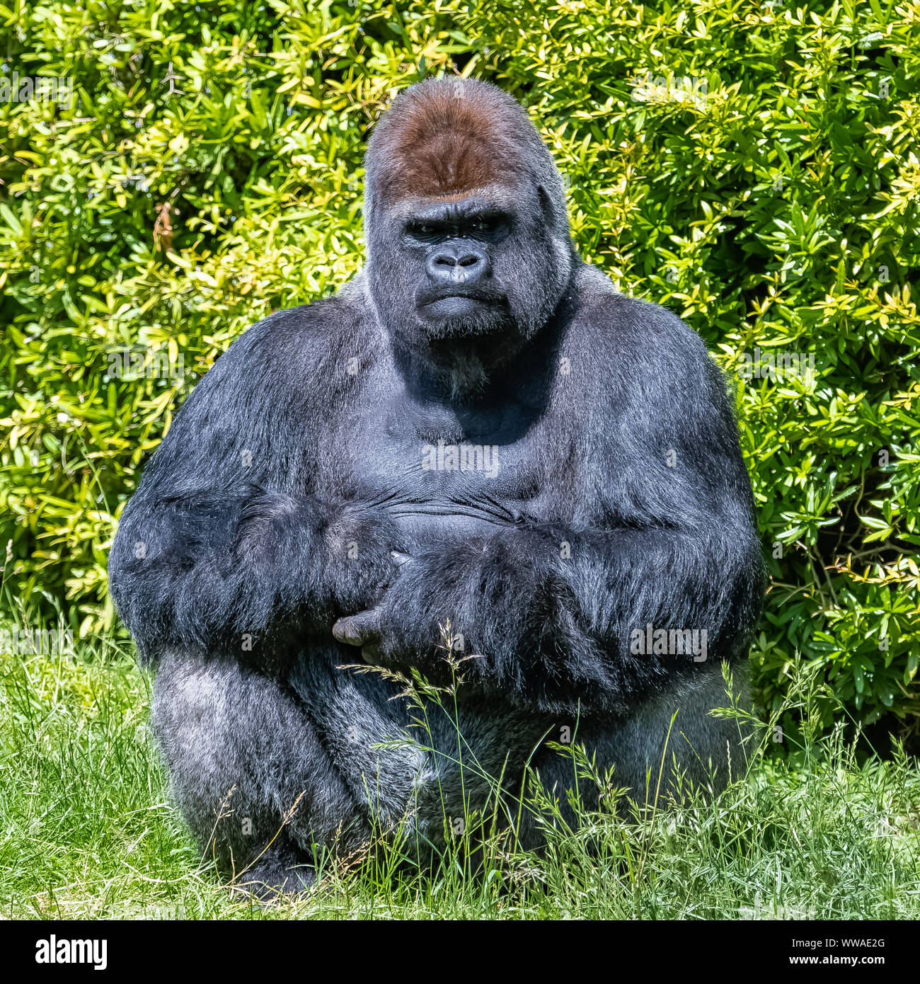 Gorilla, monkey, dominating male sitting in the grass, funny attitude ...