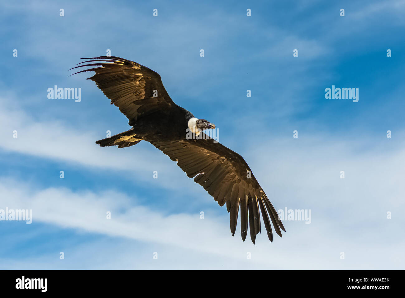 Andean Condor, Vultur gryphus, beautiful bird flying, portrait Stock ...