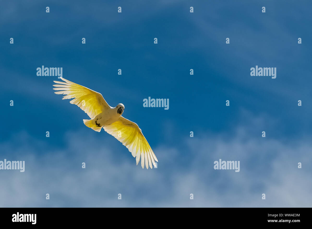 Beautiful Yellow Birds