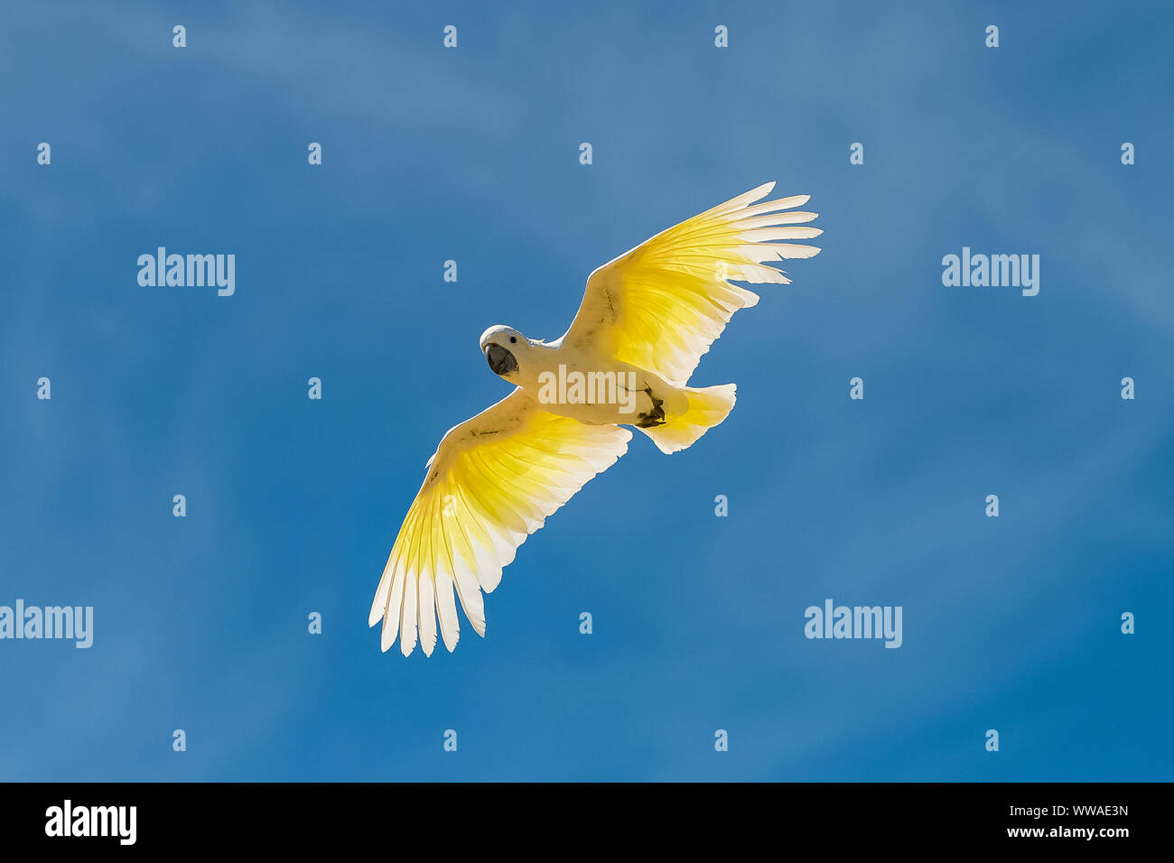 Golden parakeet flying hi-res stock photography and images - Alamy
