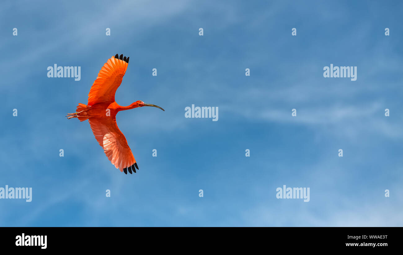 Scarlet Ibis, Eudocimus ruber, red bird flying Stock Photo - Alamy